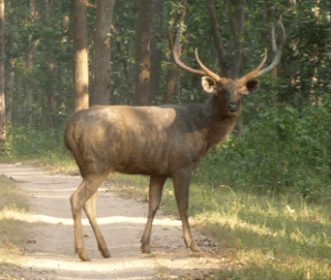 The Impressive Tarai (Terai) Forest » Dudhwa National Park Tour